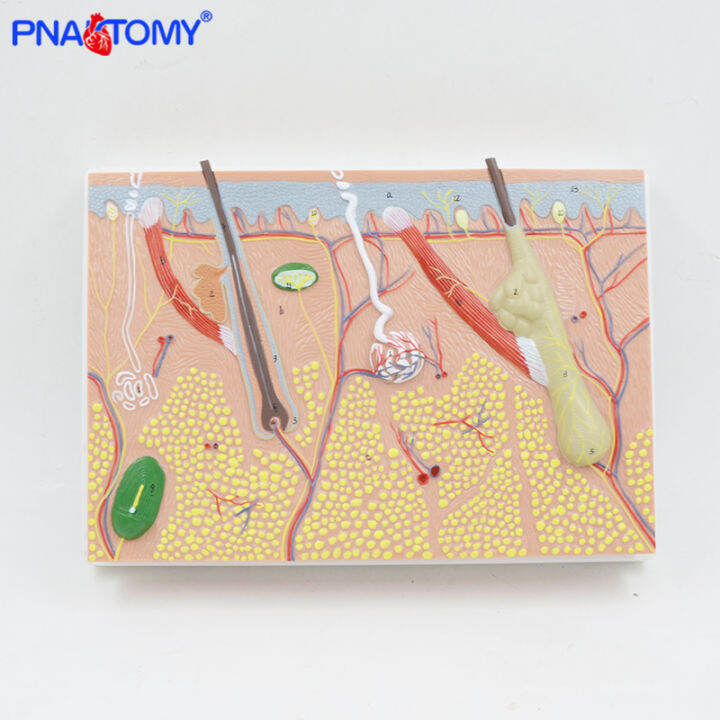 Enlarged Human Skin model Skin Structure Anatomy Tool Teaching Gift ...