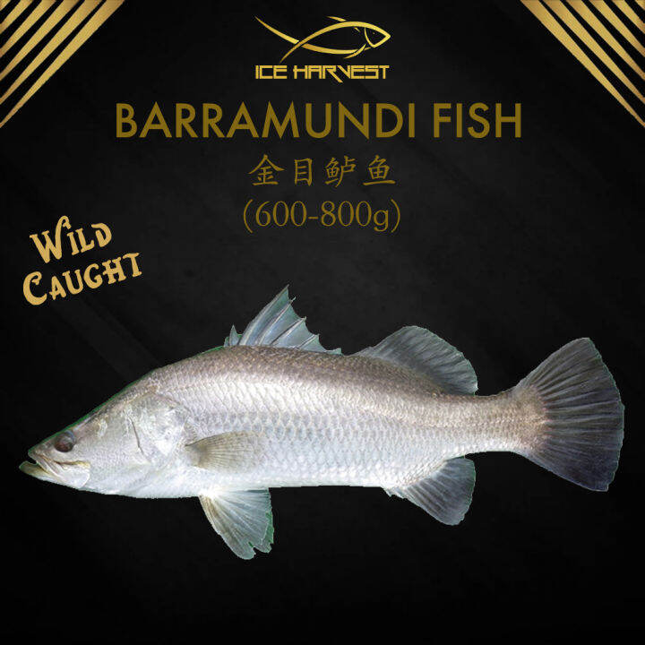 Barramundi Fish Whole 500-800g Clean Wild Caught Fresh Frozen 金目鲈 ...