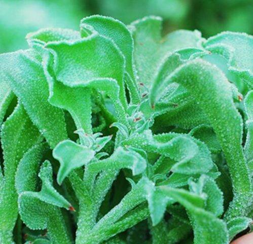 200 seeds ice grass farm vegetables Crystal vegetables Fresh potted ...