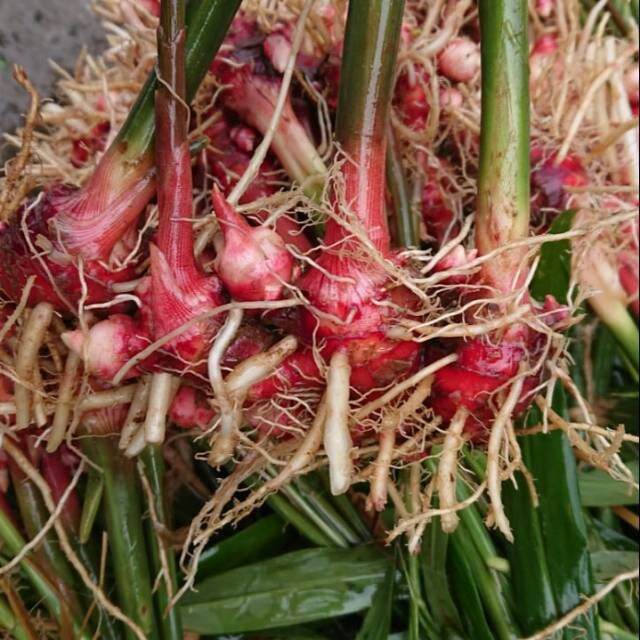 TANAMAN HERBAL JAHE MERAH | Lazada Indonesia