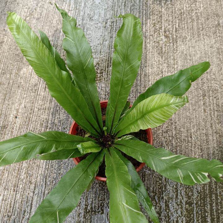 [Plantopia] Asplenium Variegated Bird Nest Fern | Pokok Fern Hidup ...