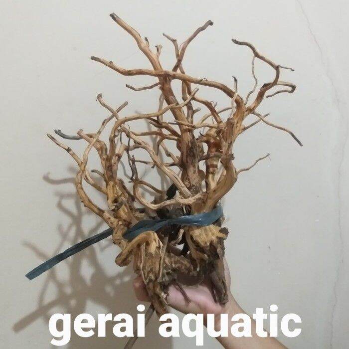 AKAR KAYU RASAMALA GREAD A (1 IKAT ISI 5) AQUASCAPE AQUARIUM | Lazada ...