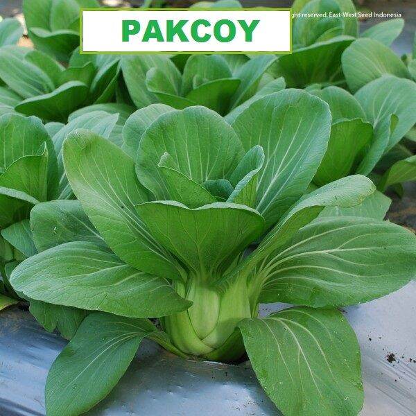 PAKCOY - 50 Biji / Benih / bibit PAKCOY / PAKCOI / PAK CHOY Mudah ...