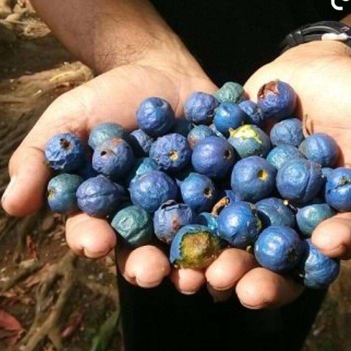 1 Kg Biji Benih Pohon Genitri Jenitri Siap Tanam Paling Laris ...