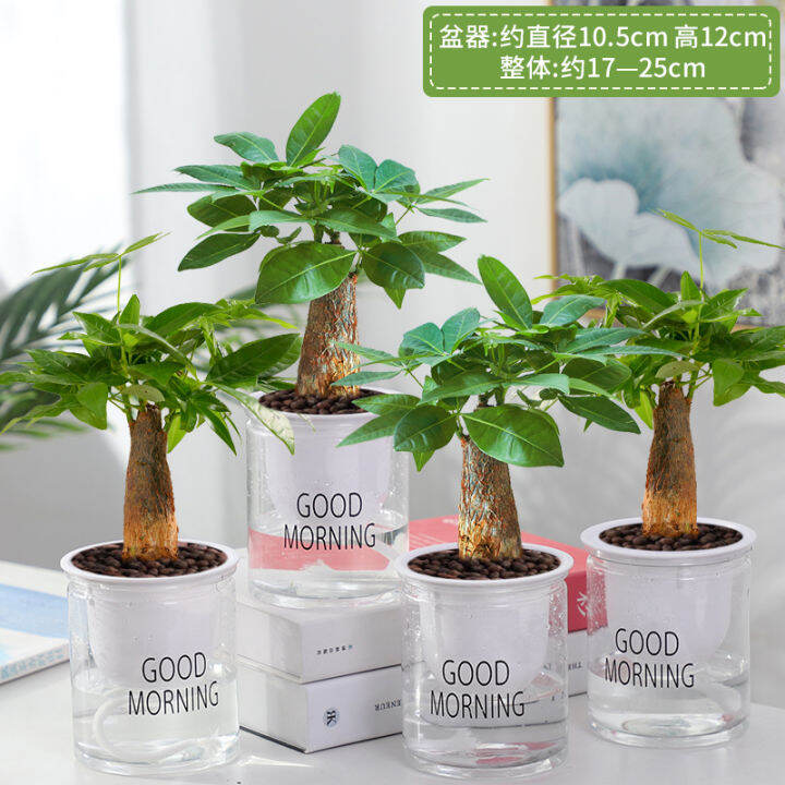 Wealth tree potted plants indoor living room green bonsai evergreen ...