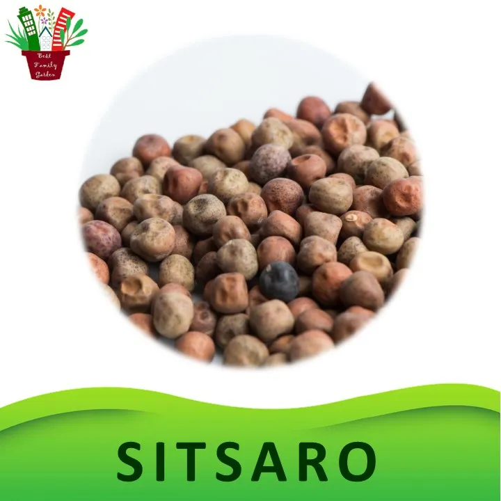 Best Family Garden's Repacked Seeds - Sitsaro (8 seeds) | Lazada PH