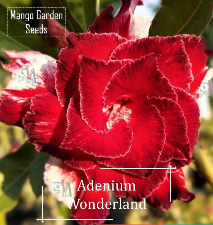 Wonderland Adenium Flower Seeds - 2 Seed *Pot Friendly* Tanam Pasu ...