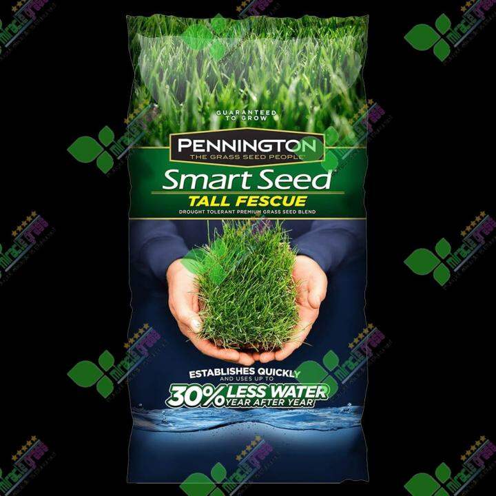 Benih biji rumput swiss 50gr - rumput halaman rumah - rumput pekarangan ...