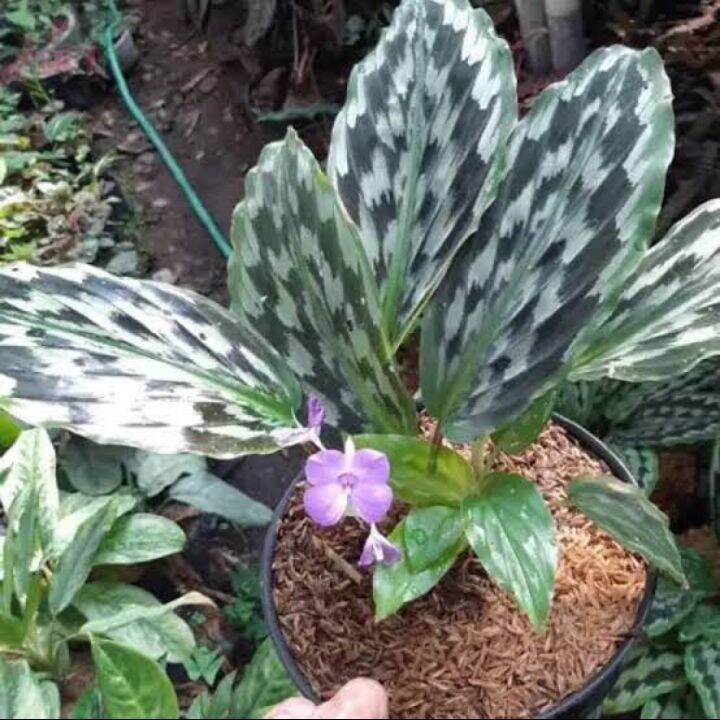 tanaman hias calathea merak / Meranti kencur /tanaman bunga kencur ...