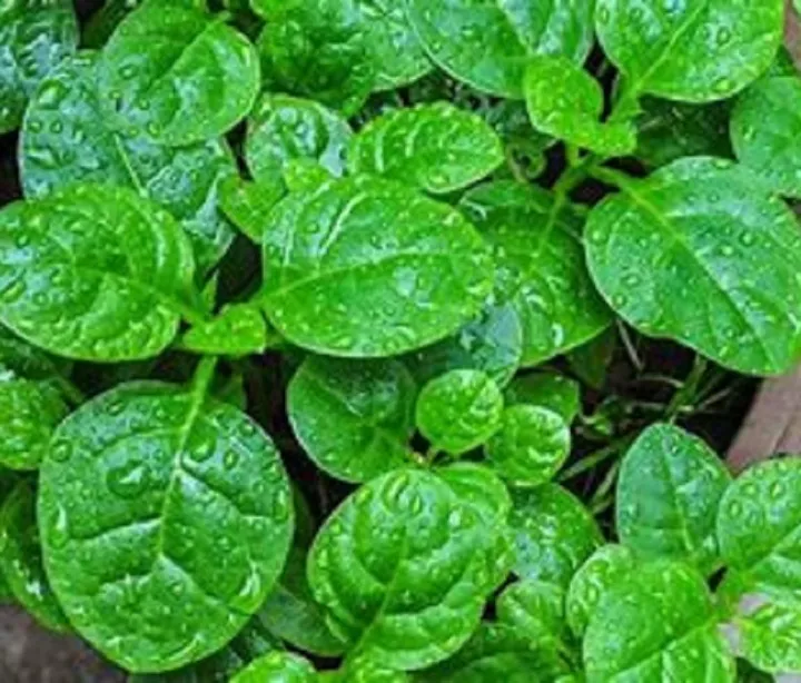 ALUGBATI SEEDS GREEN VARIETY | Lazada PH