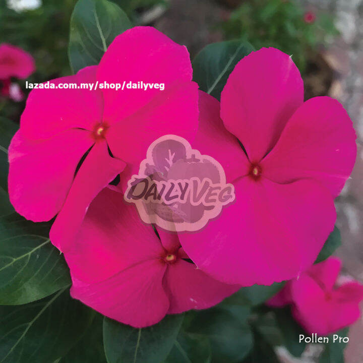 Flower Seed :【VP-6】Vinca Cora XDR Punch (10 seeds) 长春花 种子 : 品红色 Biji ...