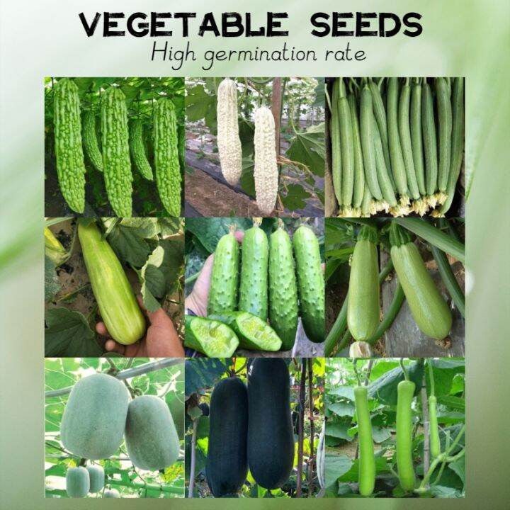 High Yield Vegetable Seeds for Planting - F1 Hybrid Seeds Condor ...