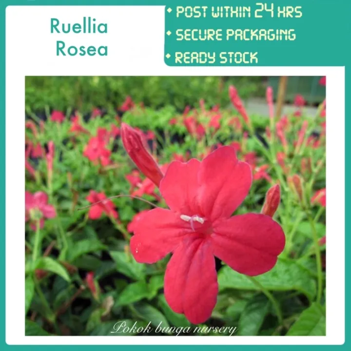 PBN - ruellia rosea - pokok bunga nursery real live outdoor plant ...