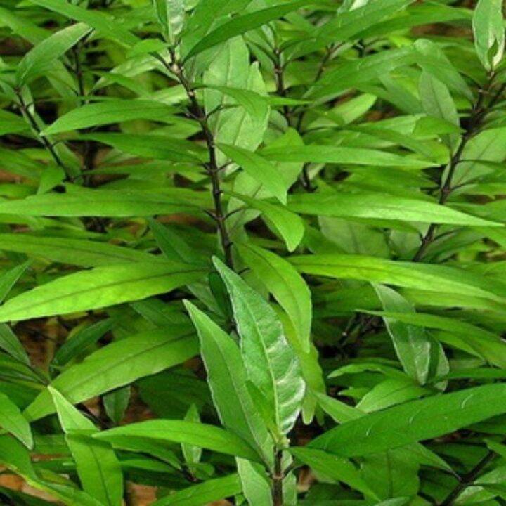 Pokok ganda rusa | Lazada