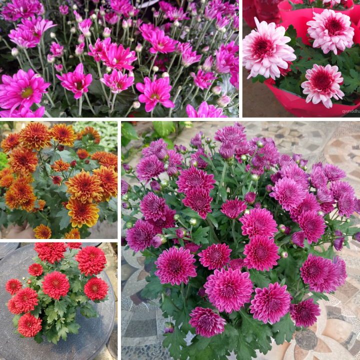 ( PAKET 5 POHON ) TANAMAN HIAS BUNGA SERUNI KRISAN ASTER GRADE A PILIH WARNA SUDAH BERKUNCUP ...