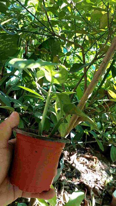 Monstera Adonsinii live plant 2 to 3 leaves | Lazada PH