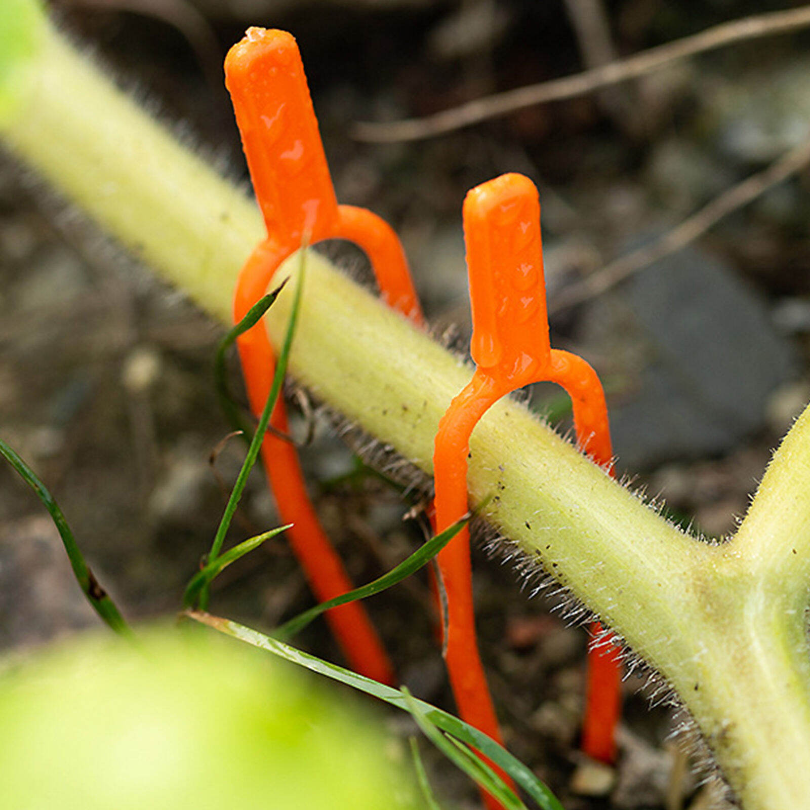 【คลังสินค้าพร้อม】50PCS Plant Stem Stolon Fixator 65MM Garden Strawberry ...