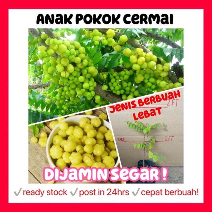 Rina • anak pokok cermai • dijamin segar cepat berbuah lebat hybrid gooseberry phyllanthus ...