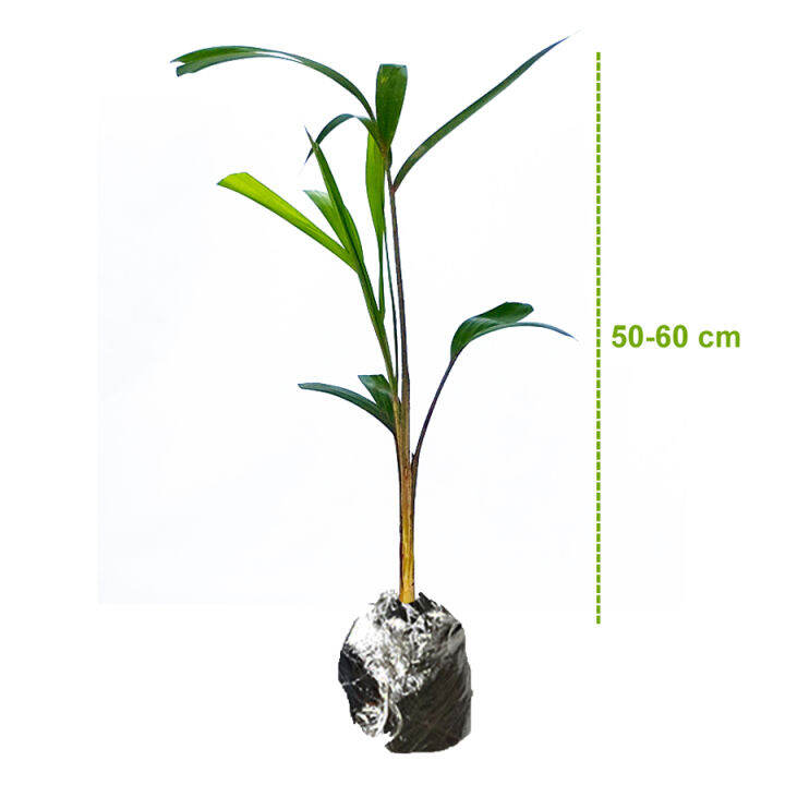 Tanaman Hias Palm Palem Raja Roystonea Regia Bibit PR-5060 | Lazada ...
