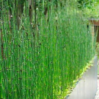 Tanaman hias - bambu air - lidi air - paku ekor kuda | Lazada Indonesia