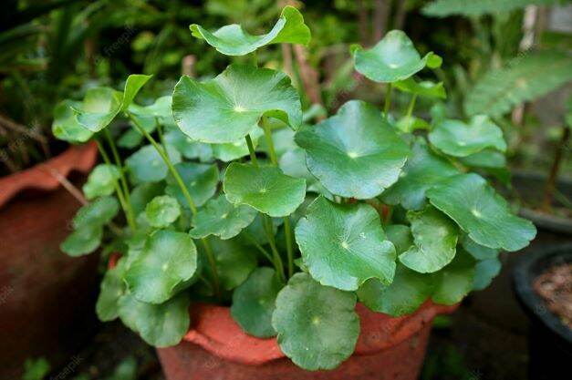 [Live Plant] [Cutting][60cm] Copper Coin Plant / Pennywort ...