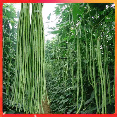 Sitao / Sitaw Seeds Vegetables 50PCS | Lazada PH