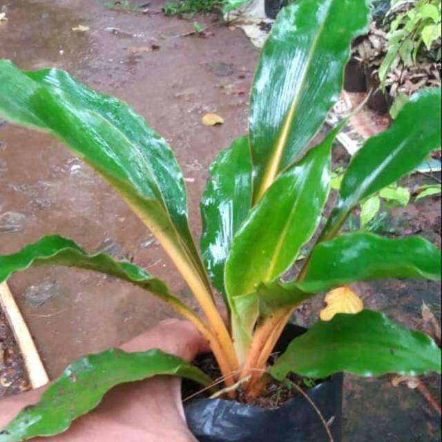 tanaman hias kalisota / pohon calisota /tanaman hias palisota | Lazada ...