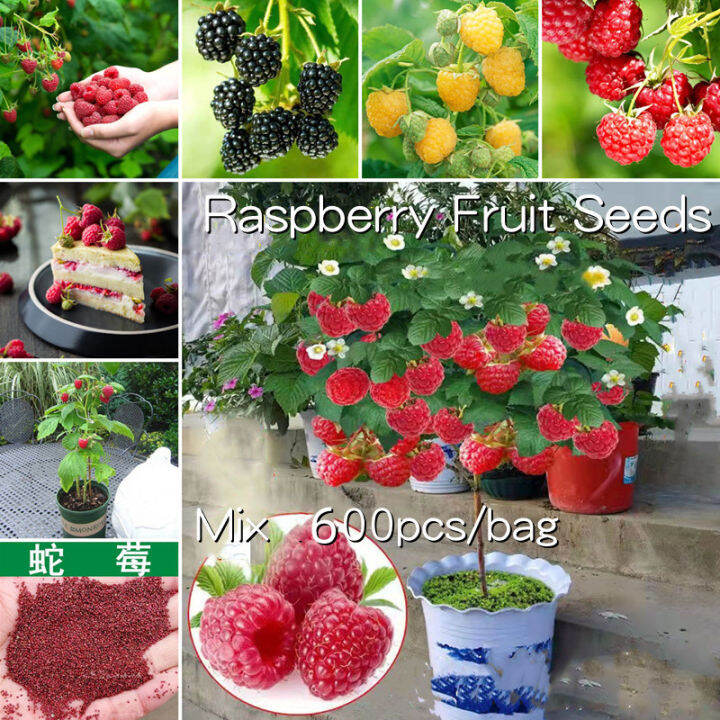 100% Original Edible Bonsai Raspberry Seeds Dwarf（600 Seeds）fresh Fruit ...