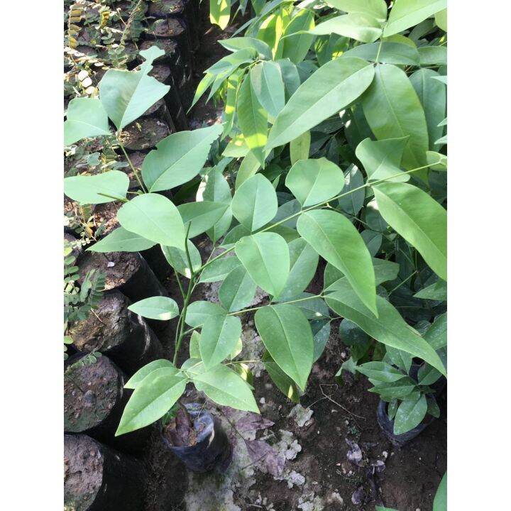Golden Shower Tree live plant in seedling bag | Lazada PH