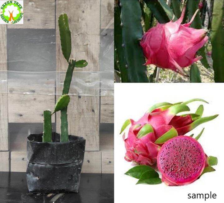 Fruit Tree - Red Dragon Fruits Plants / Buah Naga Merah 红火龙果树苗 for HOME/GARDEN decoration | Lazada