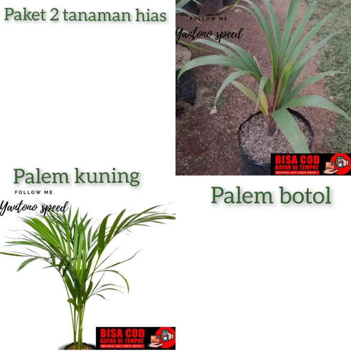 paket 2 palem - 2 jenis tanaman hias palem - pohon palem botol/merah ...