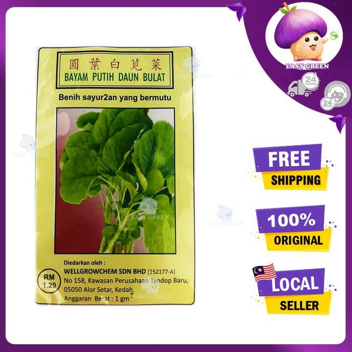 SFS BAYAM PUTIH DAUN BULAT/WG BAYAM DAUN BULAT/BAYAM DAUN BULAT/BIJI ...