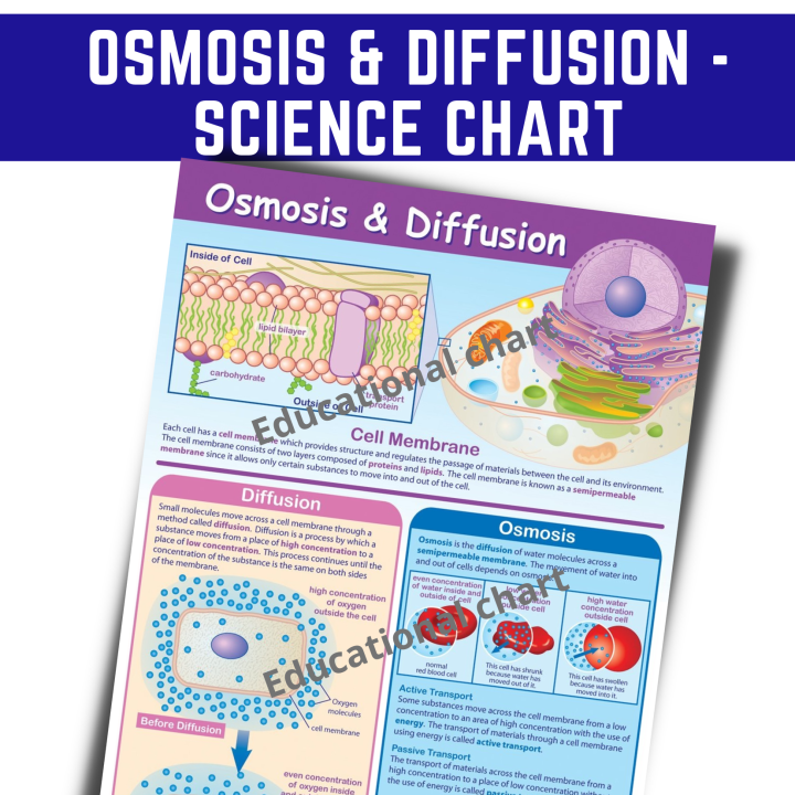 Osmosis Diagram For Kids