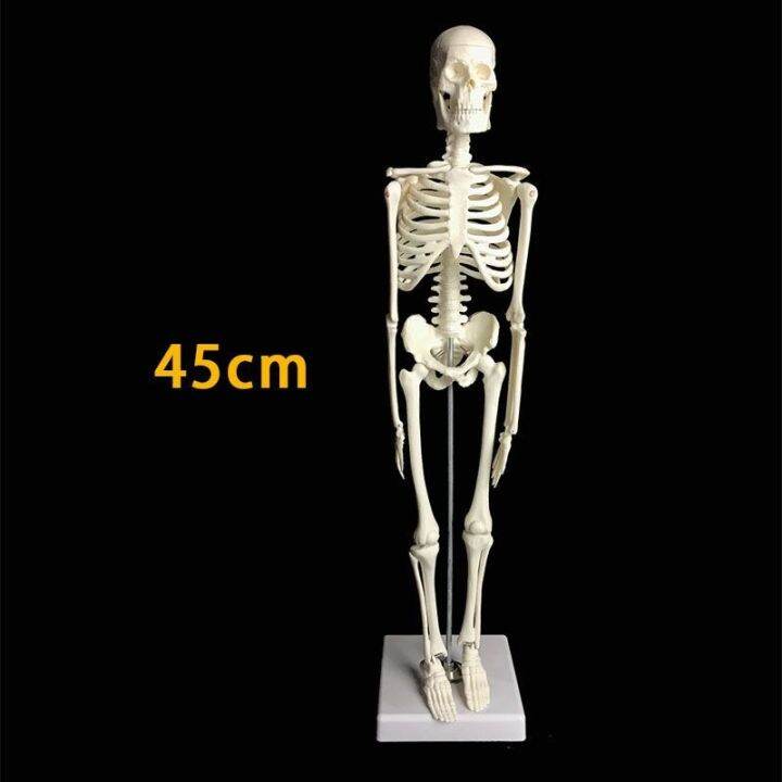 Tibet xinjiang specialized chain small frame the human body skeleton ...