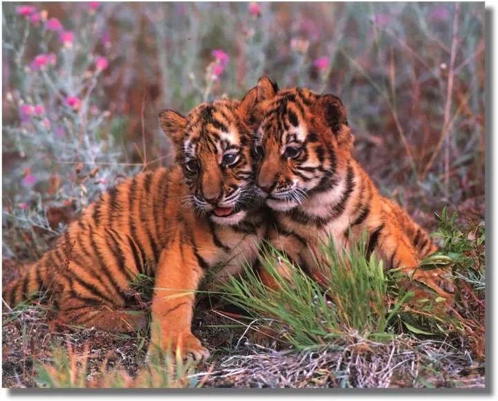 Two Baby Tiger Cubs Cuddling in Wildflowers Photo Wall Picture x Art ...