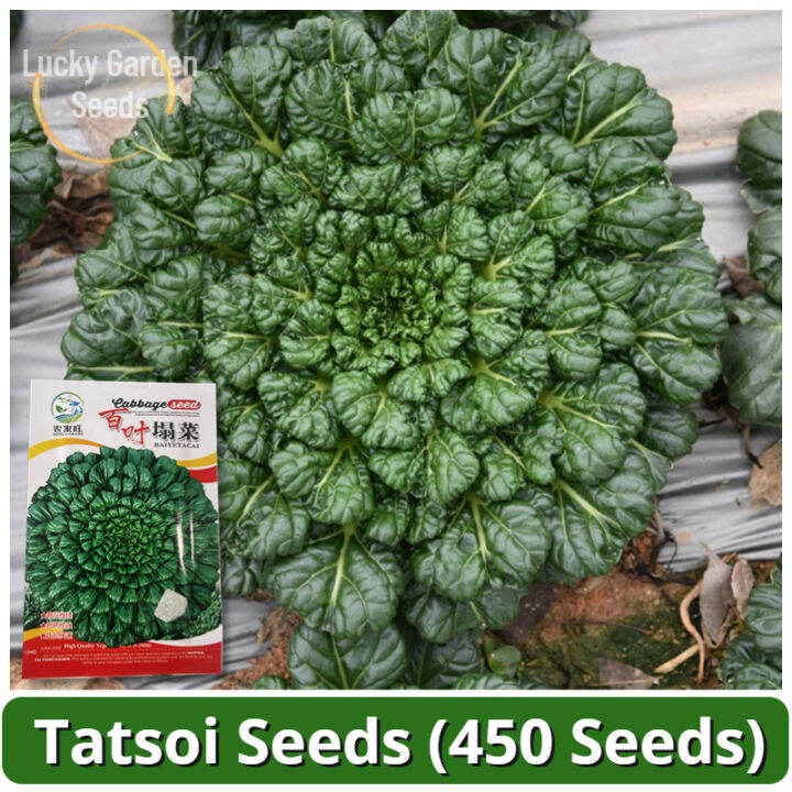 High Yield Tatsoi Seeds (450 Seed) Biji Benih Sayur Sayuran 乌塌菜种子 Brassica Narinosa Tatsoi Seed ...