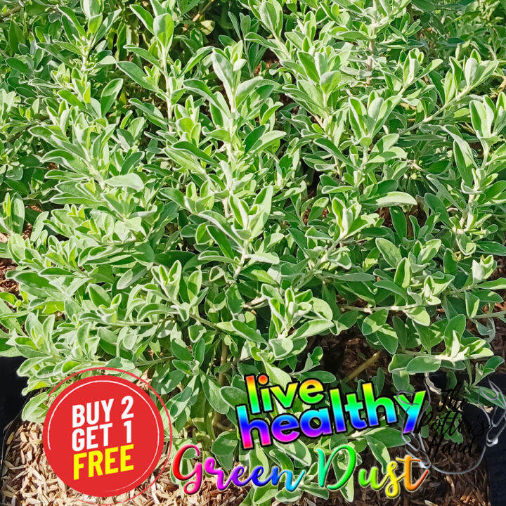 Green Dust Outdoor Plant | Lazada PH