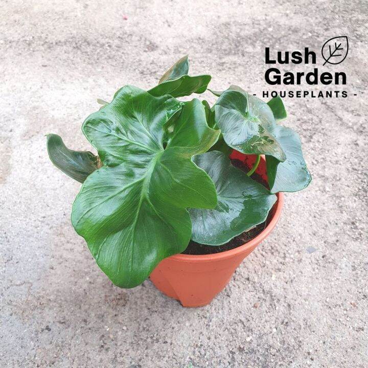 Philodendron Super Atom 150mm Pot Indoor Plant Pokok Hiasan [Lush ...