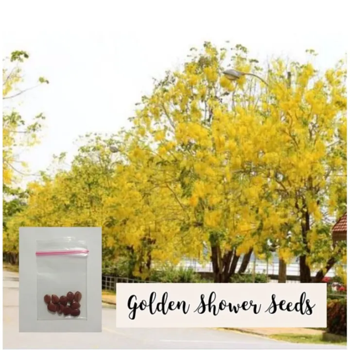 Dwarf Fire tree Caballero Seeds, Golden shower 10seeds, Zinnia 5seeds ...