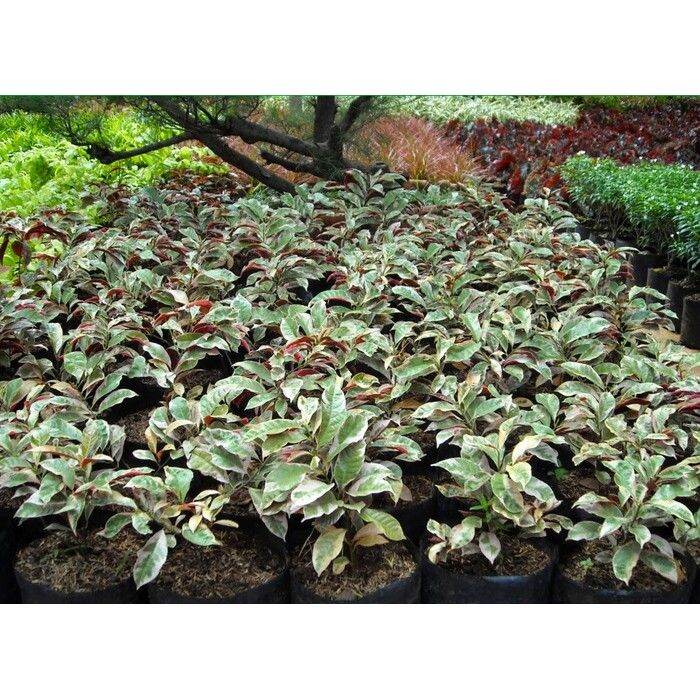 sambang darah, tanaman hias berwarna merah dan putih | Lazada Indonesia