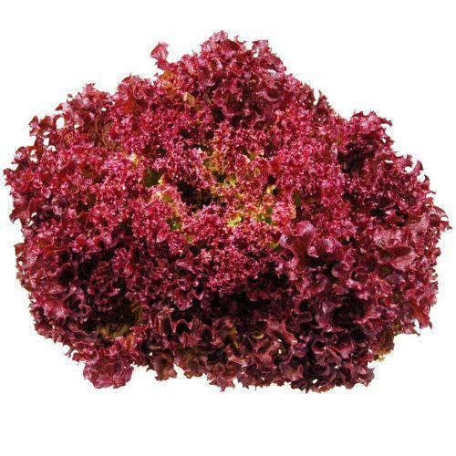 Red Lettuce - Lollo Rosa (500 seeds) | Lazada PH