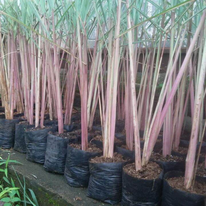 sereh merah 3 batang | Lazada Indonesia