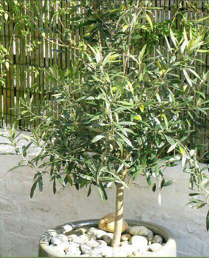 POKOK OLIVE (POKOK ZAITUN) Live Plant | Lazada