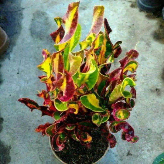 Tanaman hias puring bor - Tanaman hias - puring bor | Lazada Indonesia