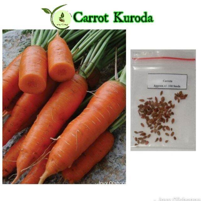 Carrot Kuroda 50-100 seeds | Lazada PH