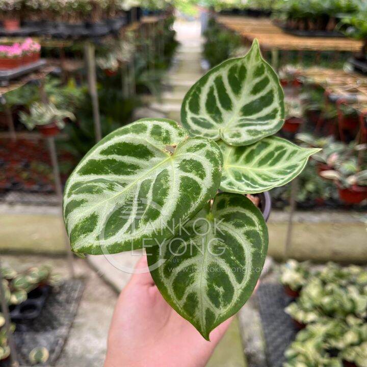 TKL - Rare Anthurium Dorayaki Crystal Hope 铜锣烧花烛 | Lazada
