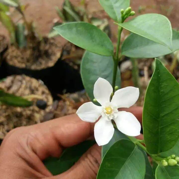 tanaman hias melati yasmin / tanaman bunga melati yasmin / tanaman hias ...