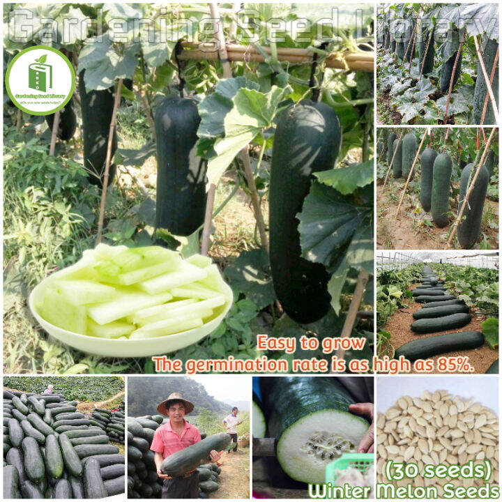 [Fast Germination] Giant Winter Melon Seeds Seeds for Planting ...