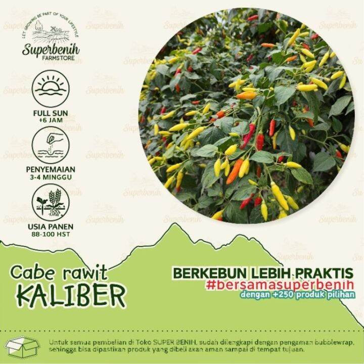 25 Biji - Benih Cabe Rawit KALIBER, unggulan cabe rawit merah juara ...