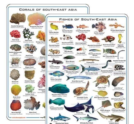Fish South East AsiaFish South East Asia | Lazada.co.th